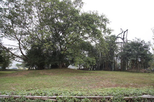 Historic banyan tree in Tan Trao revived - Viet Nam National Authority ...