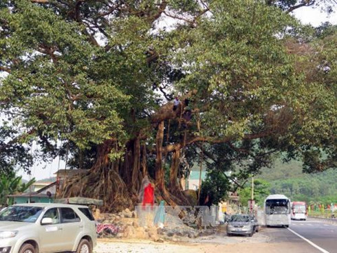 Ancient banyan in Thua Thien–Hue named heritage tree - Viet Nam ...