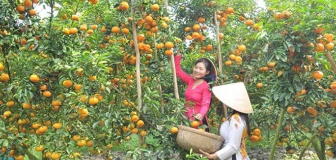 Tangerine farms in Dong Thap ready for visitors during Tet - Viet Nam ...