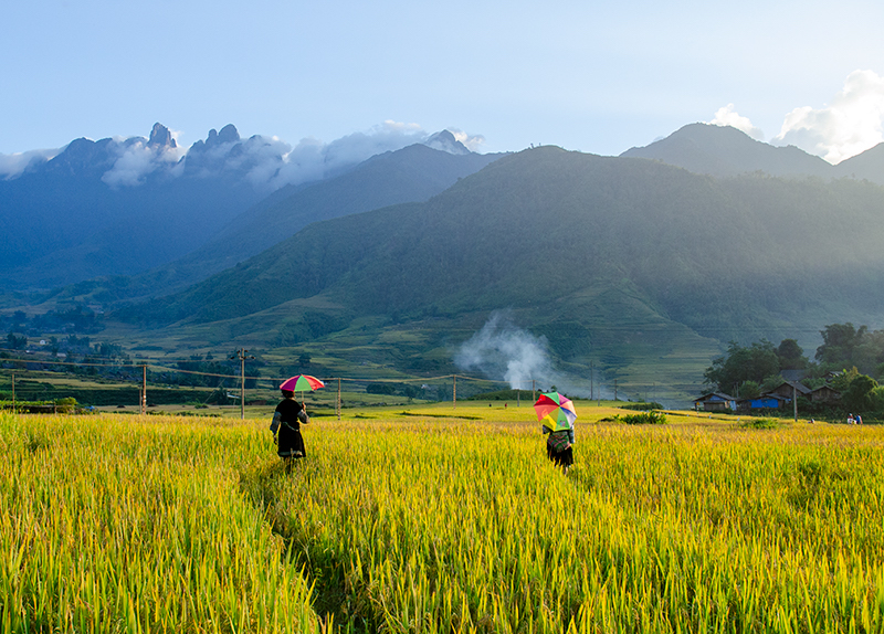 Where to see ripening rice fields in North Vietnam - Viet Nam National ...