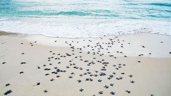 Magical breeding season of sea turtles in Bay Canh Island - Viet Nam ...