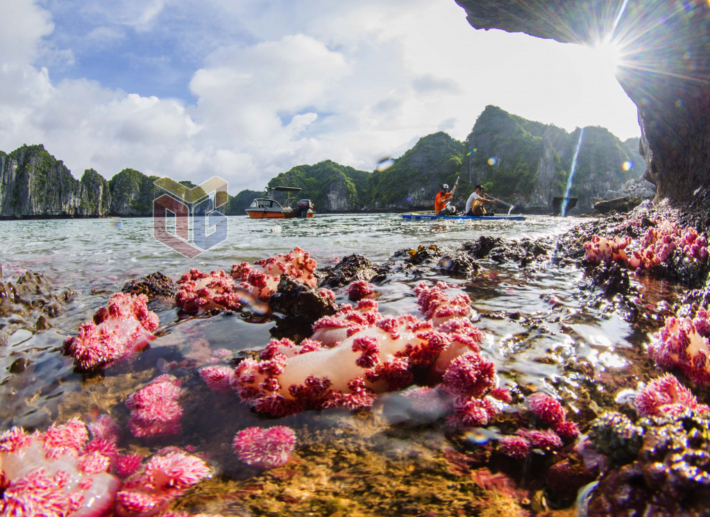 Ha Long Bay - a natural wonder of the world with sustainable tourism ...