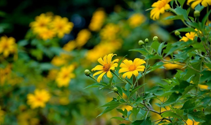 Making Ba Vi tourism a key economic sector - Viet Nam National ...