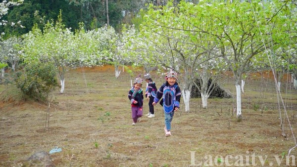 Lao Cai Province: Putting blossom sightseeing tour into operation ...