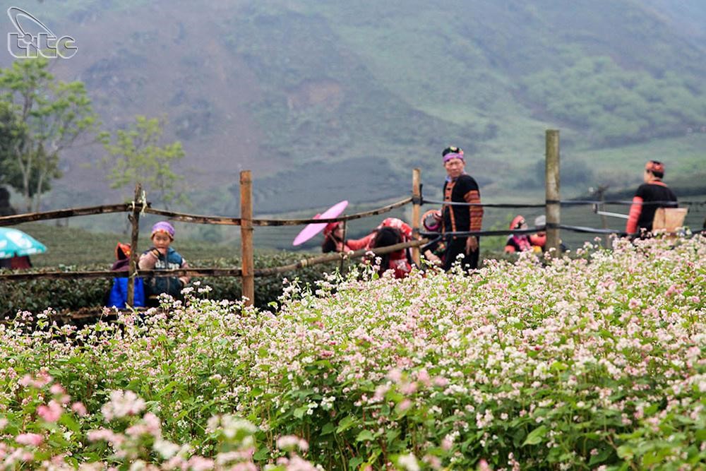 Discover Moc Chau - The world’s Leading Regional Natural Destination - Viet Nam National ...