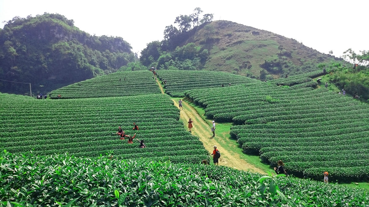 Moc Chau become Asia’s Leading Regional Nature Destination - Viet Nam ...