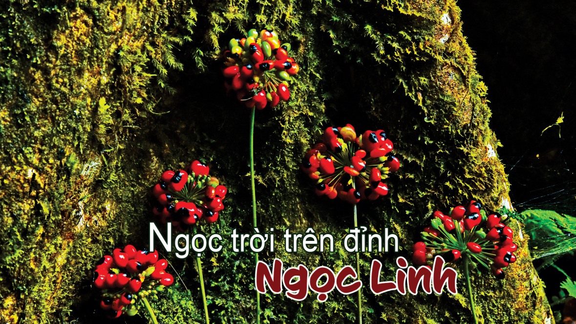 Ngoc Linh ginseng- National treasure - Viet Nam National Authority of ...