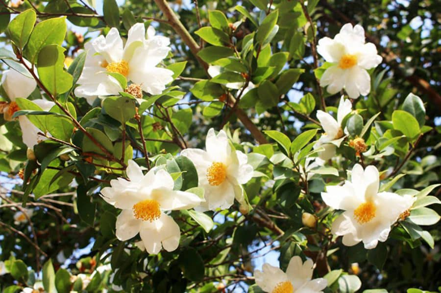 So Flower Festival to kick off in Binh Lieu on Dec. 16 - Viet Nam ...