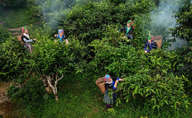 Behind the Brew: Secrets that make Suoi Giang’s Shan Tuyet tea special ...