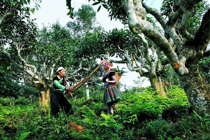 Behind the Brew: Secrets that make Suoi Giang’s Shan Tuyet tea special ...