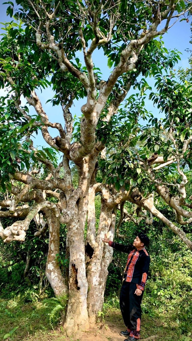 Behind the Brew: Secrets that make Suoi Giang’s Shan Tuyet tea special ...