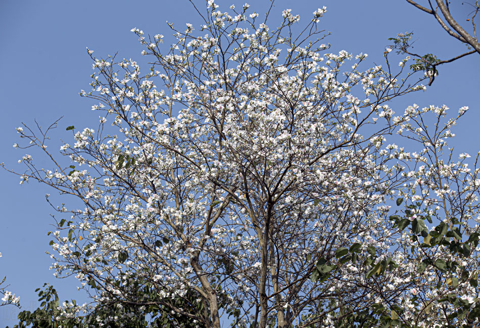 Ban blooms herald the arrival of the Ban Flower Festival - Viet Nam ...