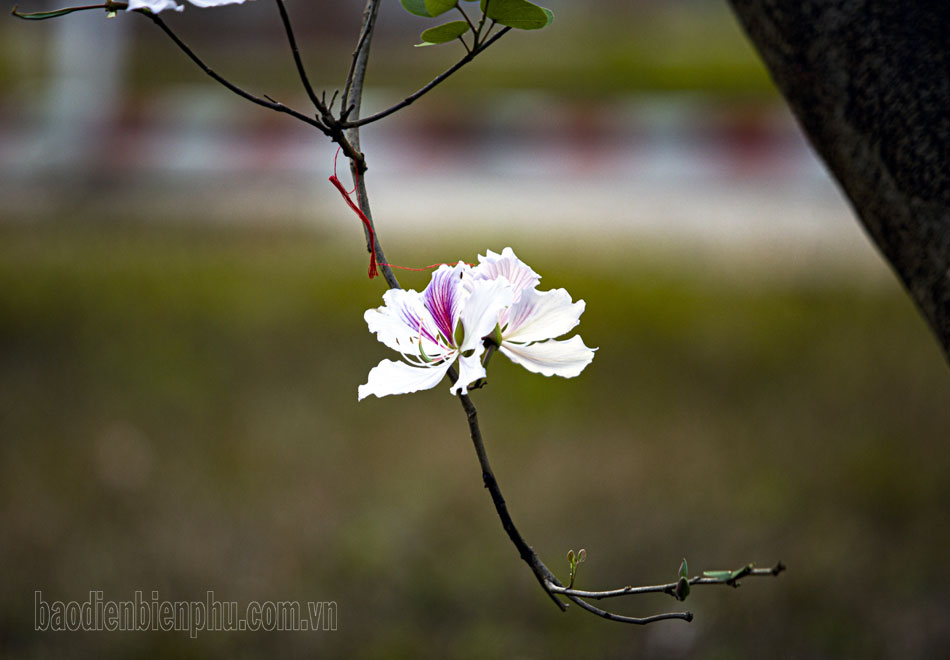 Ban blooms herald the arrival of the Ban Flower Festival - Viet Nam ...