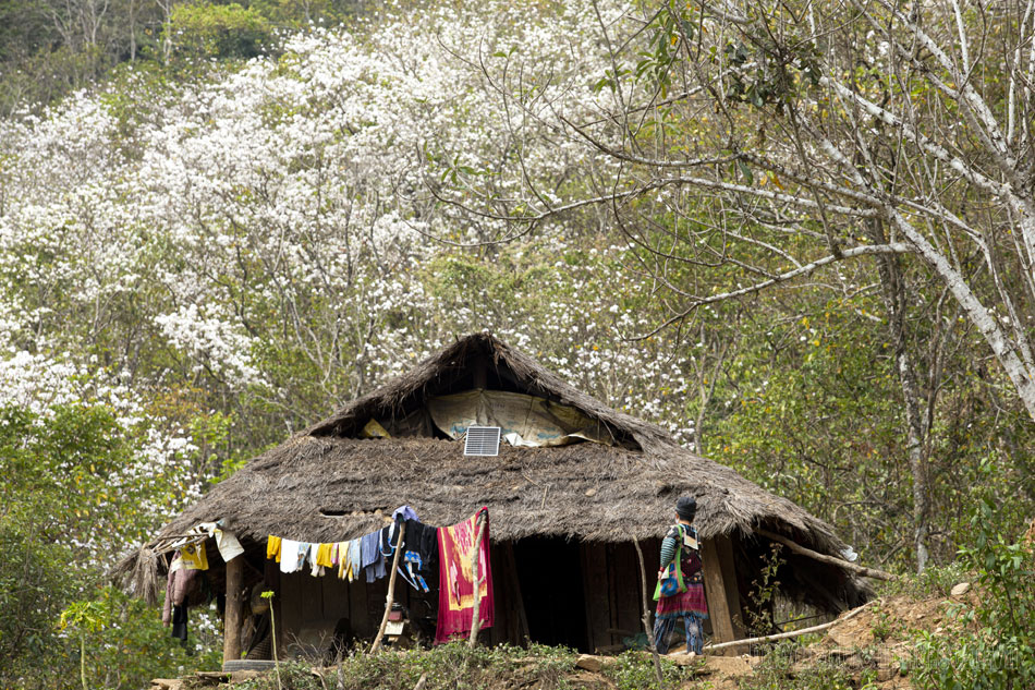 Ban blooms herald the arrival of the Ban Flower Festival - Viet Nam ...