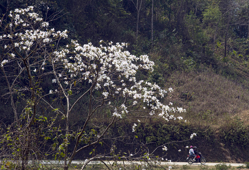 Ban blooms herald the arrival of the Ban Flower Festival - Viet Nam ...