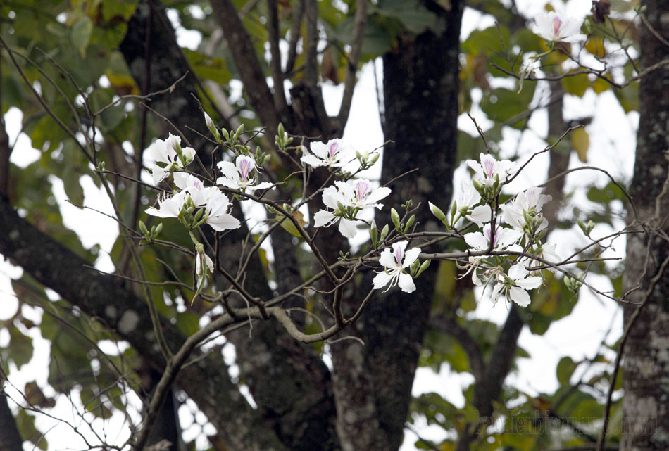 Ban blooms herald the arrival of the Ban Flower Festival - Viet Nam ...