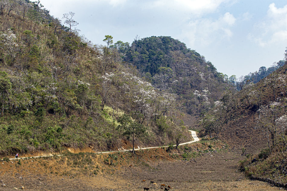 Ban blooms herald the arrival of the Ban Flower Festival - Viet Nam ...
