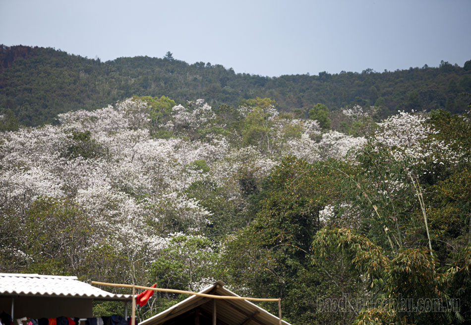 Ban blooms herald the arrival of the Ban Flower Festival - Viet Nam ...