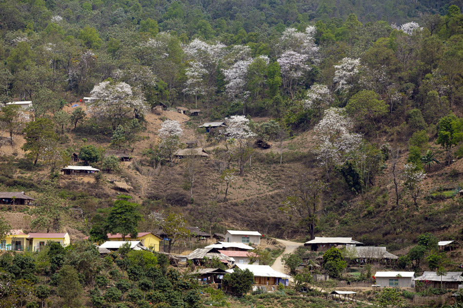 Ban blooms herald the arrival of the Ban Flower Festival - Viet Nam ...