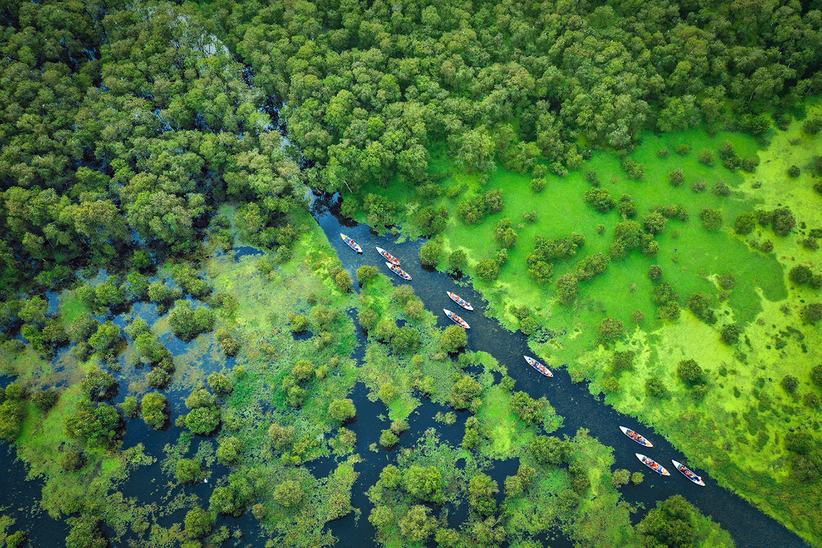 Tra Su Cajuput Forest - The green station in the Mekong Delta - Viet ...