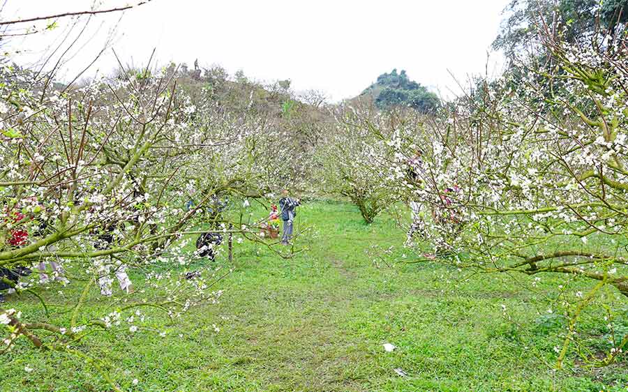 Moc Chau: Pure white color of plum blossom season - Viet Nam National Authority of Tourism
