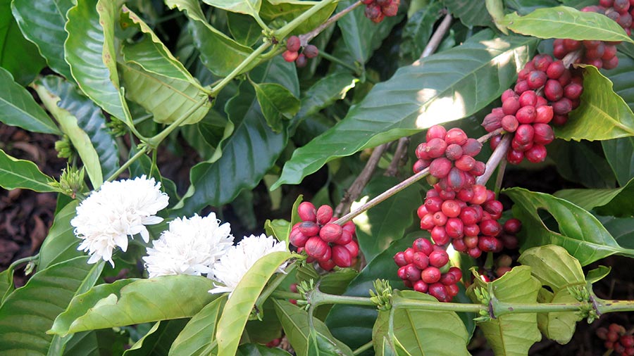 Lost in the coffee flower garden in the Central Highlands - Viet Nam ...