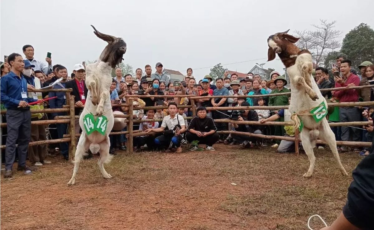 Goat Festival - A Unique Cultural Feature of Spring by the GNI in Tuyen Quang Province - Viet ...