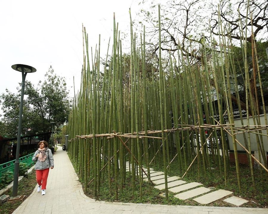 Miniature “bamboo forest” in the heart of Ha Noi - Viet Nam National ...