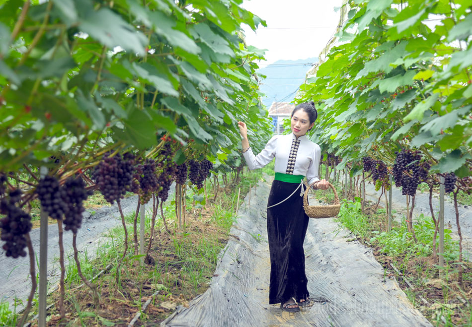 Dien Bien: Sweetness of the Ripening Grape Season - Viet Nam National ...
