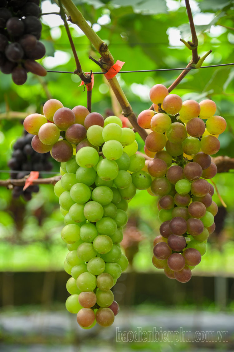 vietnamtourism.gov.vn