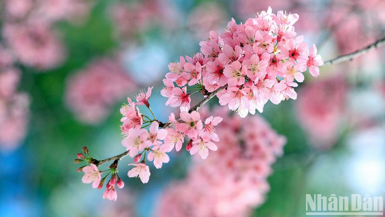 [In Pictures] Da Lat in Mai anh dao blooming season - Viet Nam National ...