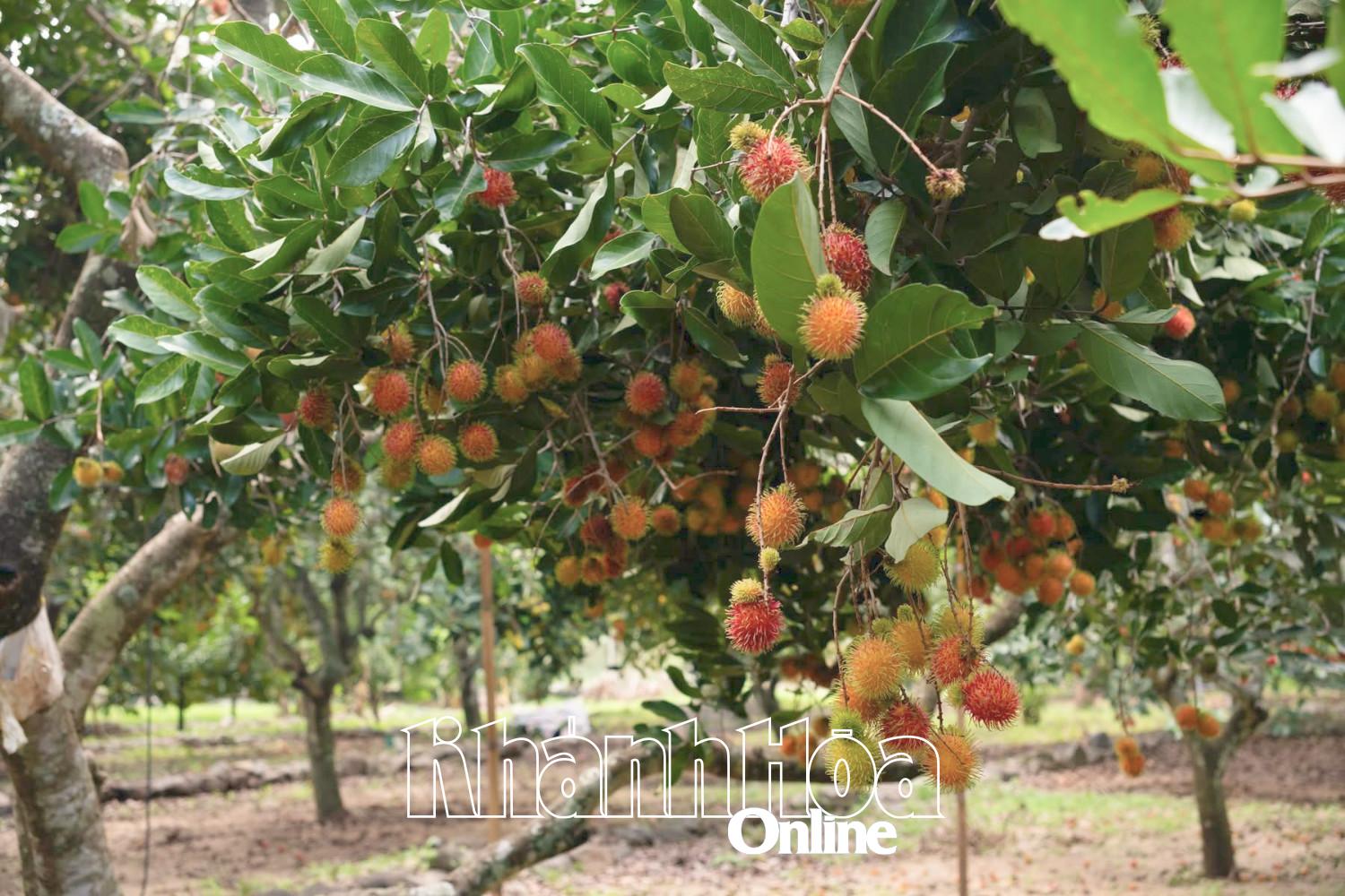 Khanh Hoa: Fruit Festival to kick off in Son Lam - Viet Nam National Authority of Tourism