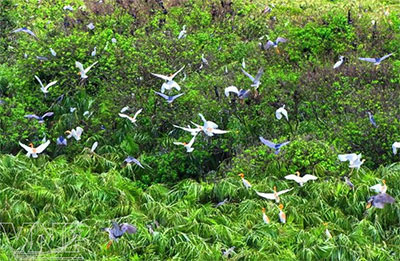 Birdwatching tour in Vam Sat - Viet Nam National Authority of Tourism
