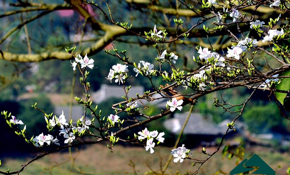 Tháng ba mùa hoa ban Tây Bắc - Cục Du lịch Quốc Gia Việt Nam