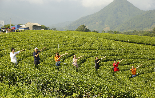 Đồi chè Cầu Đá - Điểm tham quan, check in tuyệt vời dành cho du khách ...