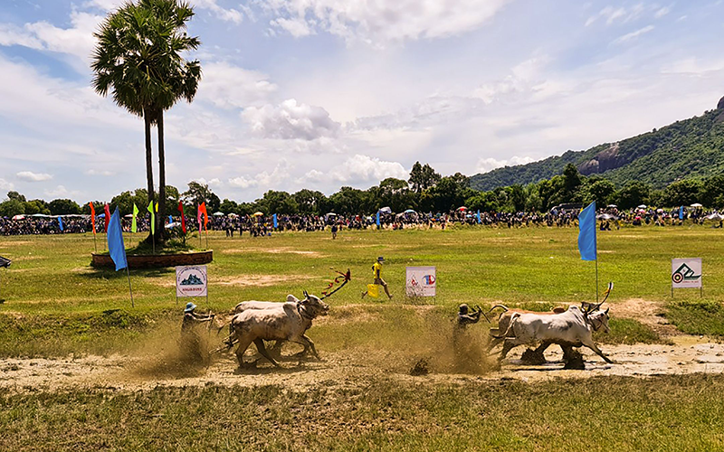 An Giang: Bảo tồn và phát huy Hội đua bò Bảy Núi - Cục Du lịch Quốc Gia ...