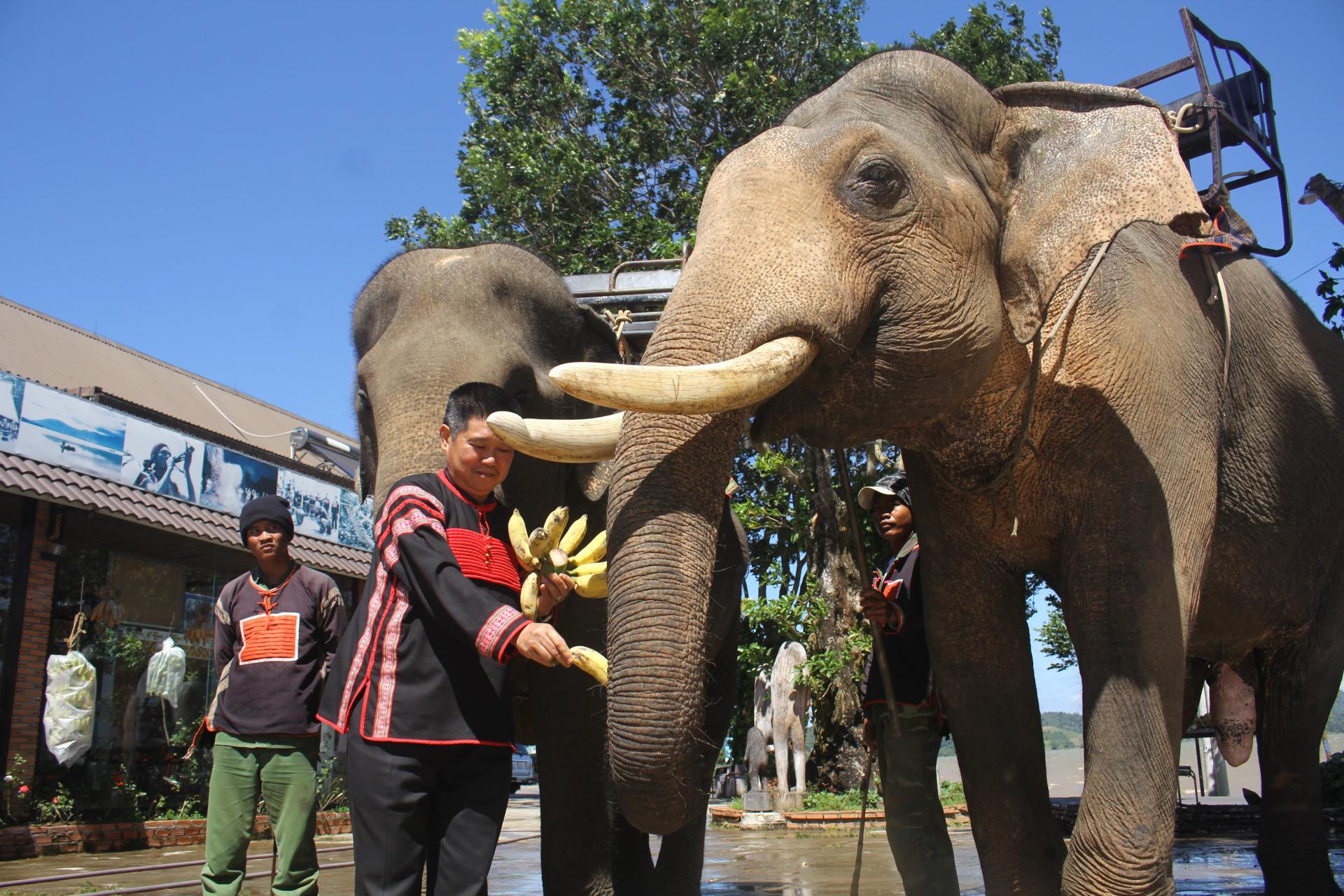 Đắk Lắk: Tiến tới chấm dứt loại hình du lịch cưỡi voi - Cục Du lịch ...