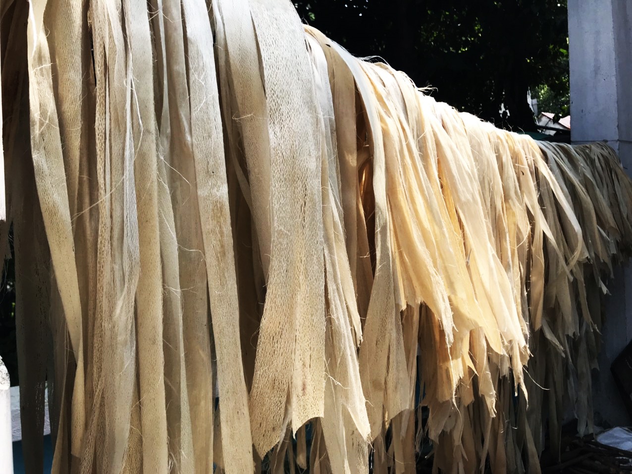 Vẻ đẹp hoa ngô đồng ở Cù Lao Chàm (Quảng Nam) - Cục Du lịch Quốc Gia ...