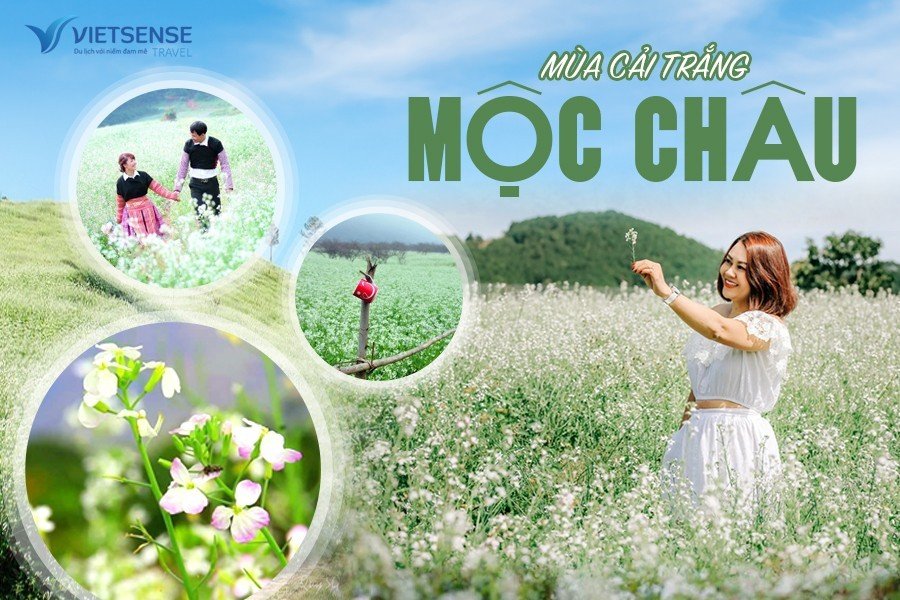 Say đắm mùa hoa cải trắng trên cao nguyên Mộc Châu - Cục Du lịch Quốc ...