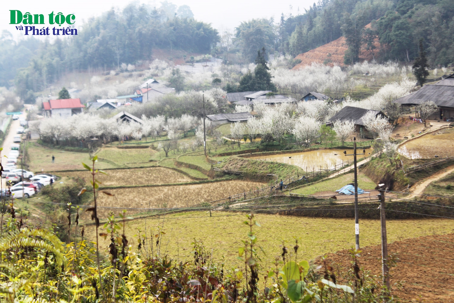 Lào Cai: Khai mạc chương trình "Sắc mận cao nguyên trắng” Bắc Hà năm ...