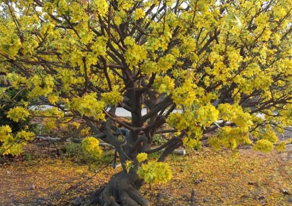 Long An: Phát triển Làng nghề trồng mai xã Tân Tây gắn với phát triển ...