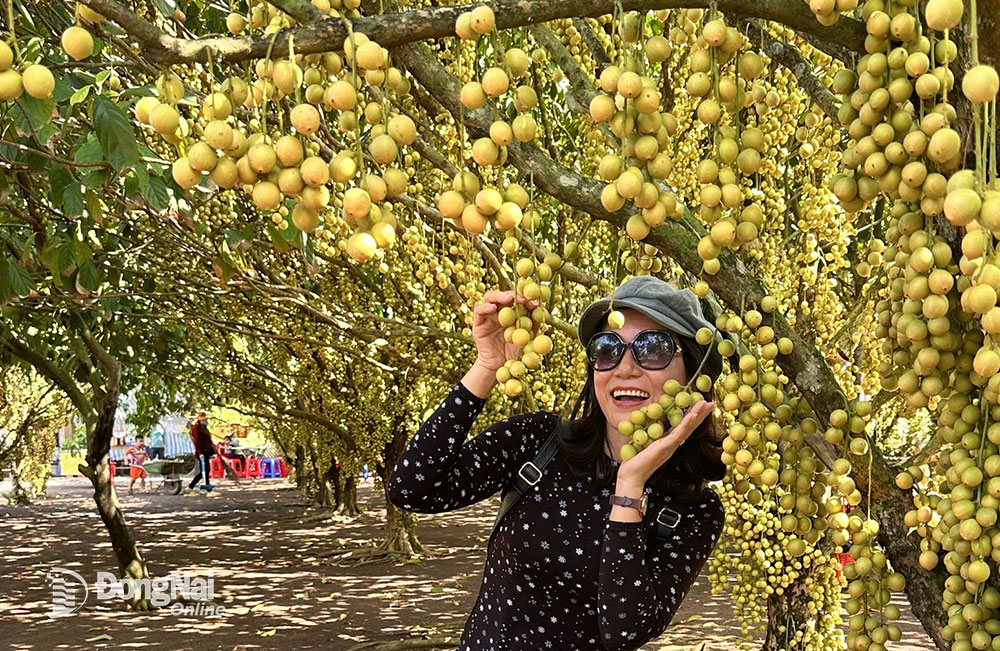 Về Xuân Lộc (Đồng Nai) thưởng thức trái ngon - Cục Du lịch Quốc Gia ...