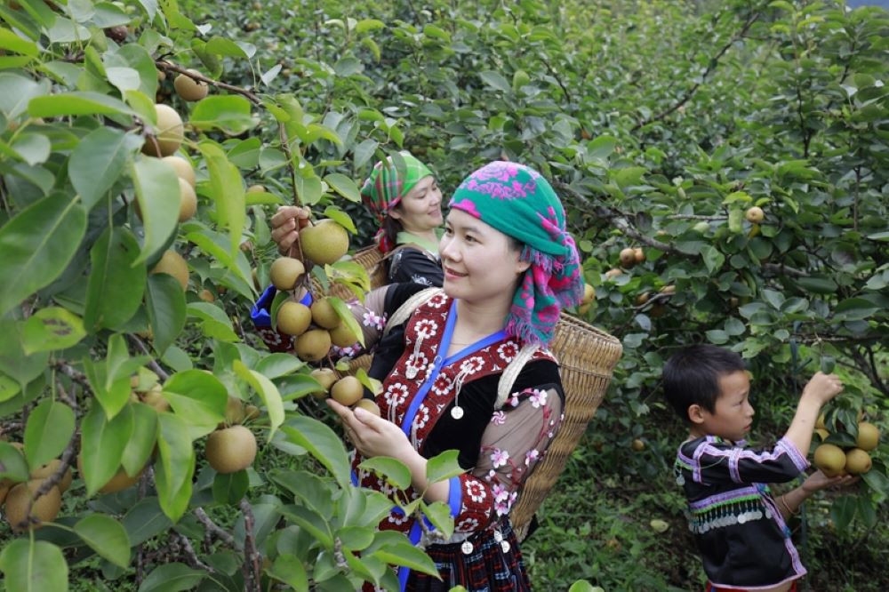 Lai Châu: Sẵn sàng cho ngày hội hái lê “Vị ngọt Giang Ma” - Cục Du lịch ...