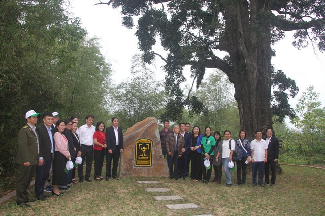 Cây rỏi mật hơn 500 tuổi ở Quảng Nam được công nhận “Cây di sản Việt ...