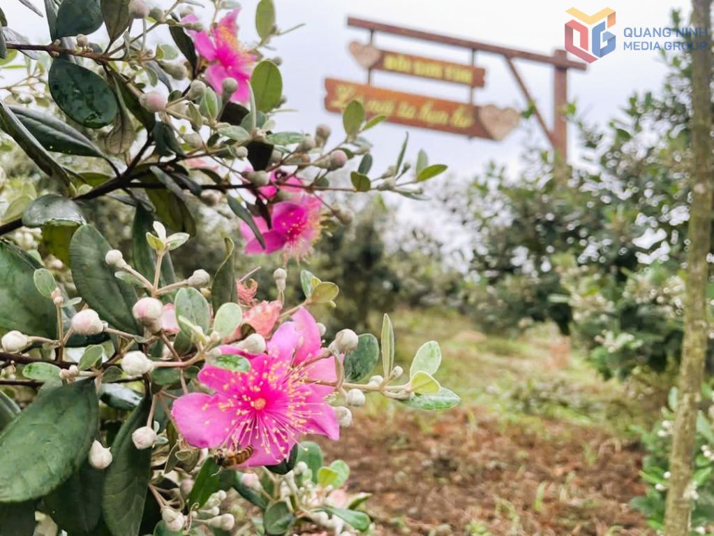 Quảng Ninh: Hấp dẫn lễ hội Hoa sim biên giới từ 17-18/5 - Cục Du lịch ...