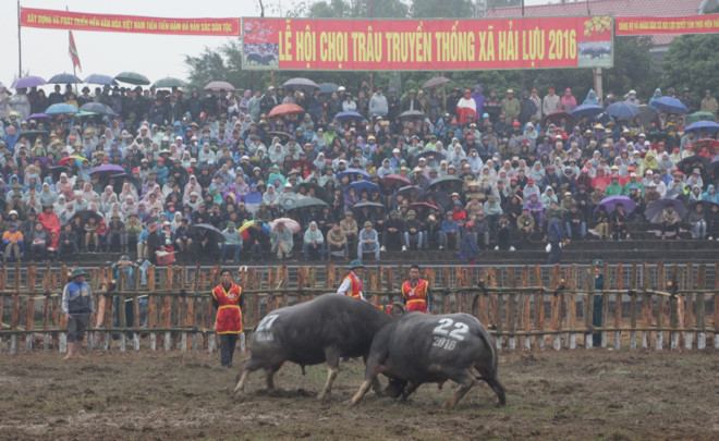 Bộ VHTTDL: Không để doanh nghiệp, cá nhân tổ chức Chọi trâu Hải Lựu ...