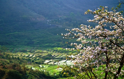 Về miền hoa ban - Cục Du lịch Quốc Gia Việt Nam