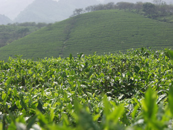 Nâng tầm cho thương hiệu Trà Việt Nam - Cục Du lịch Quốc Gia Việt Nam